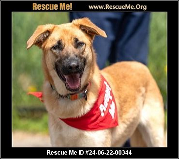 - New Jersey Dog Rescue - ADOPTIONS - Rescue Me!