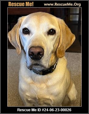 - Pennsylvania Lab Rescue - ADOPTIONS - Rescue Me!