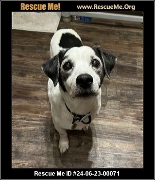 - Florida Jack Russell Rescue - ADOPTIONS - Rescue Me!