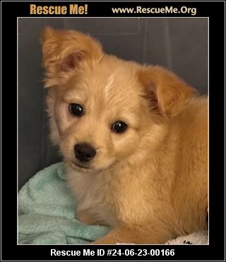 - Indiana Dog Rescue - ADOPTIONS - Rescue Me!