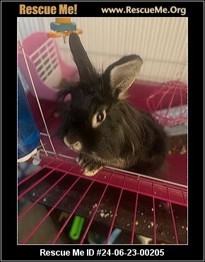 - Ohio Rabbit Rescue - ADOPTIONS - Rescue Me!