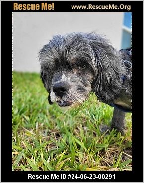- Florida Yorkie Rescue - ADOPTIONS - Rescue Me!