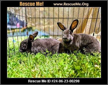 - California Rabbit Rescue - ADOPTIONS - Rescue Me!