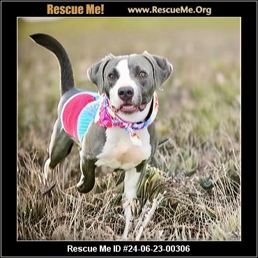 - New Jersey Dog Rescue - ADOPTIONS - Rescue Me!