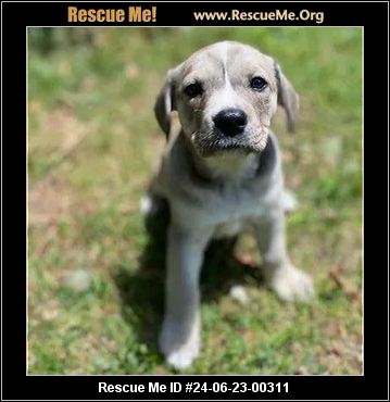 - New Jersey Dog Rescue - ADOPTIONS - Rescue Me!
