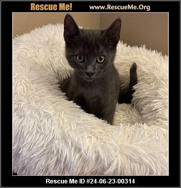 - California Russian Blue Rescue - ADOPTIONS - Rescue Me!