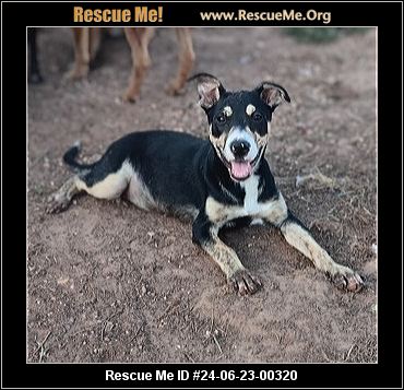 - Washington Dog Rescue - ADOPTIONS - Rescue Me!