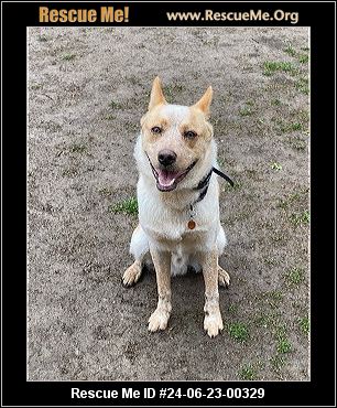 - D.C. Dog Rescue - ADOPTIONS - Rescue Me!