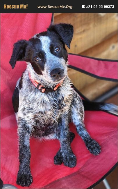 ADOPT 24062300373 ~ Australian Cattle Dog Rescue ~ Rancho Cucamonga, CA