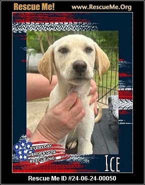 - New Jersey Dog Rescue - ADOPTIONS - Rescue Me!