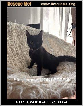 - South Carolina Cat Rescue - ADOPTIONS - Rescue Me!
