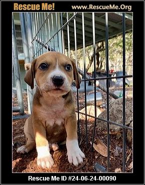 - New Jersey Dog Rescue - ADOPTIONS - Rescue Me!