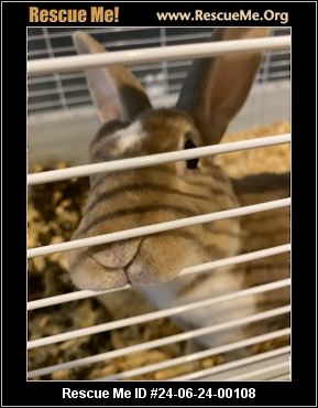 - North Carolina Rabbit Rescue - ADOPTIONS - Rescue Me!