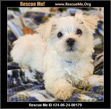 - Colorado Dog Rescue - ADOPTIONS - Rescue Me!