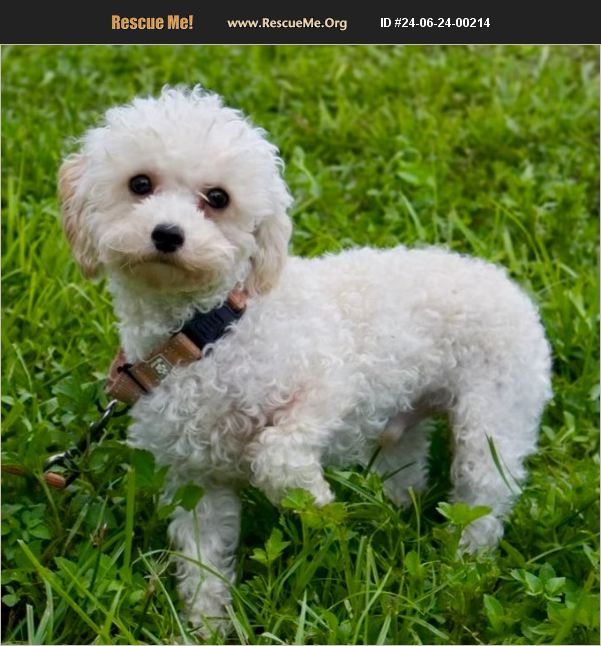 ADOPT 24062400214 ~ Poodle Rescue ~ Fort Myers, FL