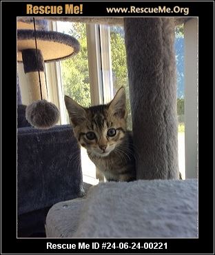 - Missouri Cat Rescue - ADOPTIONS - Rescue Me!