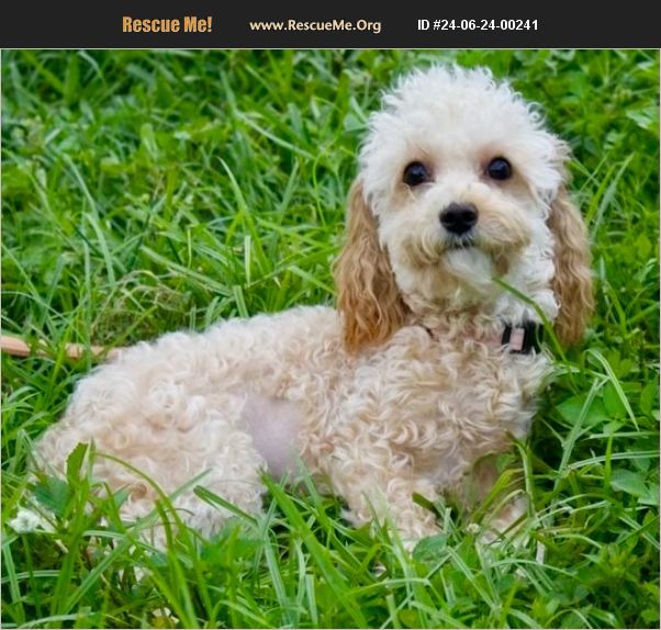 ADOPT 24062400241 ~ Poodle Rescue ~ Fort Myers, FL