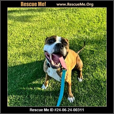 - Arizona Boxer Rescue - ADOPTIONS - Rescue Me!