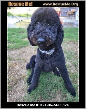 - Georgia Poodle Rescue - ADOPTIONS - Rescue Me!
