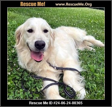 - New York Dog Rescue - ADOPTIONS - Rescue Me!