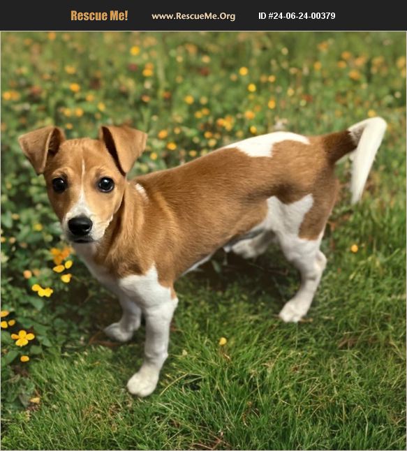 ADOPT 24062400379 ~ Chihuahua Rescue ~ San Antonio, TX