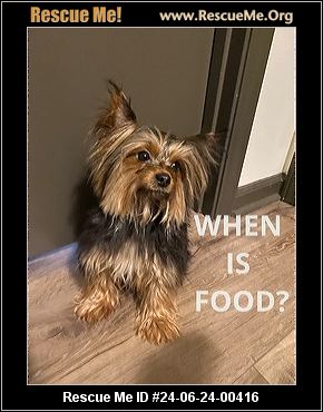 - Georgia Yorkie Rescue - ADOPTIONS - Rescue Me!
