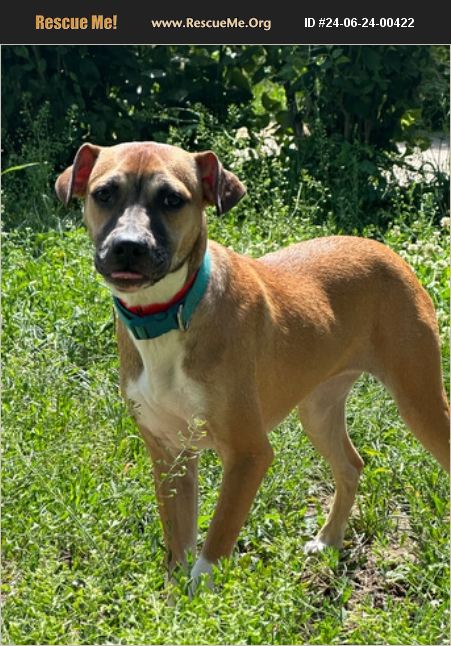ADOPT 24062400422 ~ Boxer Rescue ~ Thompson Falls, MT