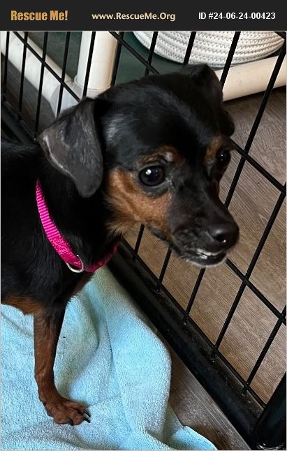 ADOPT 24062400423 ~ Miniature Pinscher Rescue ~ Thompson Falls, MT