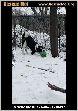 - Texas Saint Bernard Rescue - ADOPTIONS - Rescue Me!