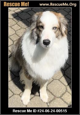 - Delaware Dog Rescue - ADOPTIONS - Rescue Me!