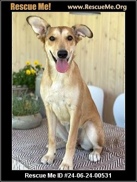 - New Jersey Dog Rescue - ADOPTIONS - Rescue Me!