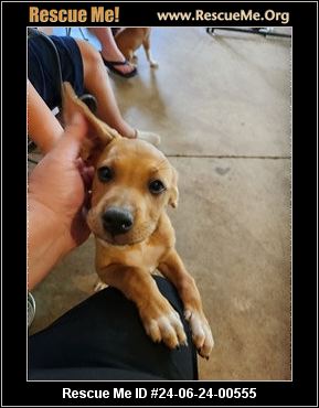 - Oklahoma Dog Rescue - ADOPTIONS - Rescue Me!