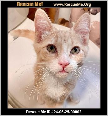 - Minnesota Cat Rescue - ADOPTIONS - Rescue Me!