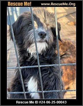 - Oklahoma Dog Rescue - ADOPTIONS - Rescue Me!