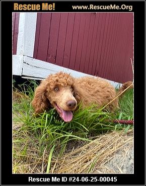 - New York Poodle Rescue - ADOPTIONS - Rescue Me!