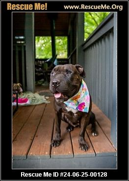 - Alabama Dog Rescue - ADOPTIONS - Rescue Me!