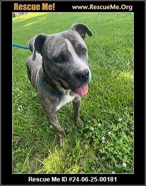 - North Carolina Dog Rescue - ADOPTIONS - Rescue Me!