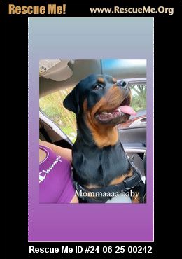 - Texas Rottweiler Rescue - ADOPTIONS - Rescue Me!