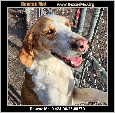 - Virginia Dog Rescue - ADOPTIONS - Rescue Me!