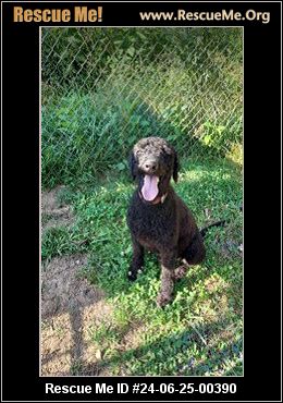 - Tennessee Poodle Rescue - ADOPTIONS - Rescue Me!
