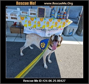 - Virginia Dog Rescue - ADOPTIONS - Rescue Me!
