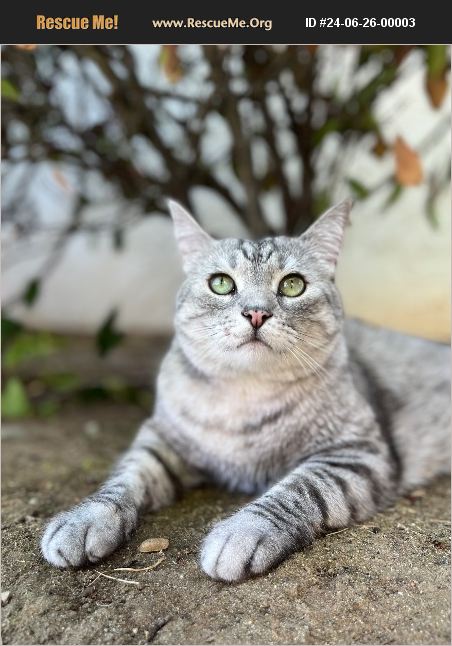 ADOPT 24062600003 ~ Egyptian Mau Rescue ~ El Cajon, CA