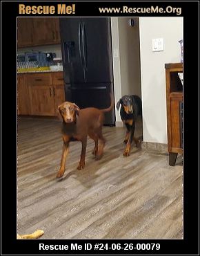 - Wisconsin Dog Rescue - ADOPTIONS - Rescue Me!