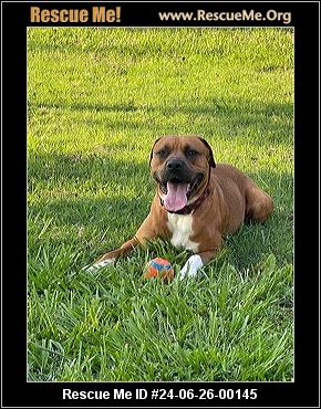 - Texas Boxer Rescue - ADOPTIONS - Rescue Me!