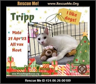 - Massachusetts Cat Rescue - ADOPTIONS - Rescue Me!