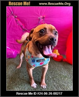 - California Pug Rescue - ADOPTIONS - Rescue Me!