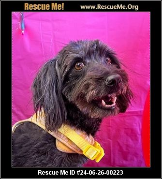 - California Poodle Rescue - ADOPTIONS - Rescue Me!