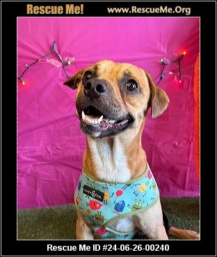 - California Pug Rescue - ADOPTIONS - Rescue Me!