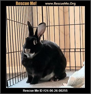 - California Rabbit Rescue - ADOPTIONS - Rescue Me!