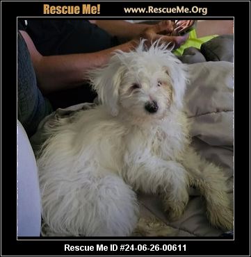 - Minnesota Dog Rescue - ADOPTIONS - Rescue Me!